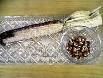 Activity of the Week – Scrubbing and Tweezing Flint Corn (Indian Corn)