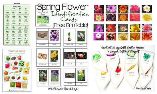 Free Montessori Botany Materials for a Gardening Unit