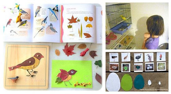 Montessori-Inspired Bird Unit