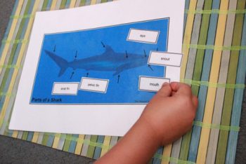 The Ultimate Montessori-Inspired Shark Unit