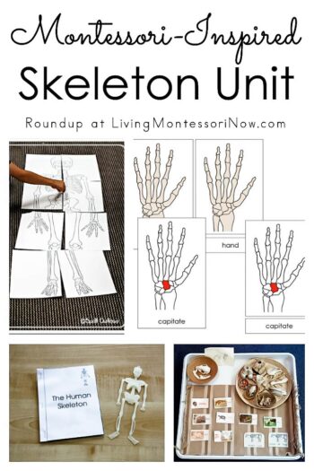 Montessori Monday - Montessori-Inspired Skeleton Unit