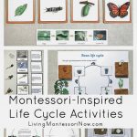 Montessori-Inspired Life Cycle Activities