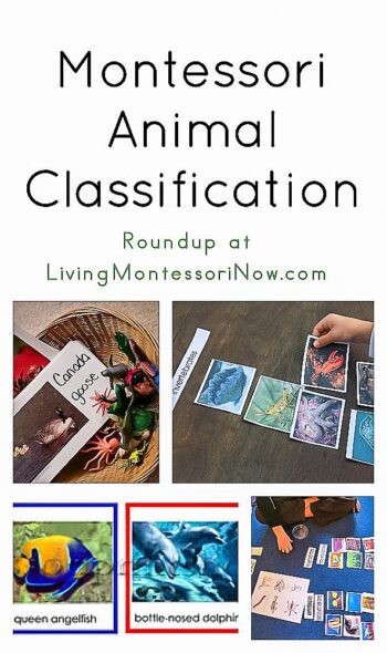 Montessori Animal Classification