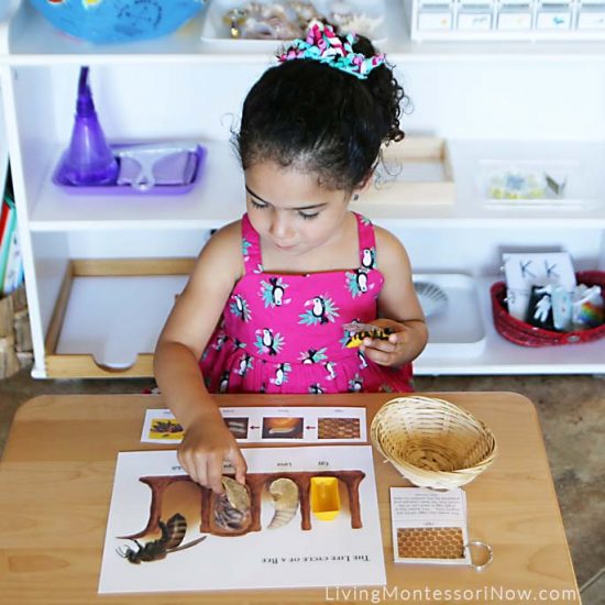 Free Bee Printables and Montessori-Inspired Bee Activities - Living ...