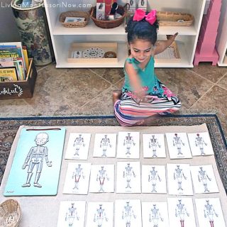 Hands-on Fun with Montessori-Inspired Human Skeleton Activities ...