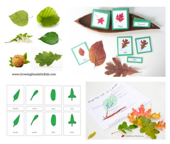 The Ultimate Guide to Montessori-Inspired Leaf Resources and Activities ...