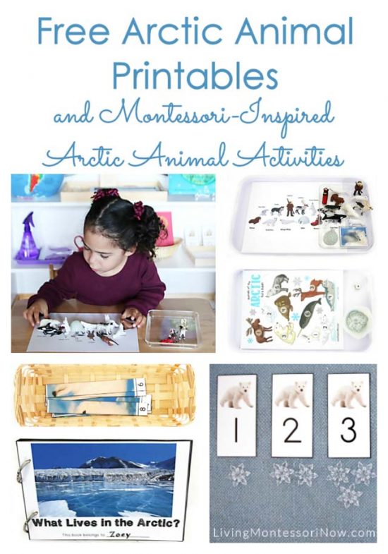 Montessori-Inspired Arctic and Antarctic Unit