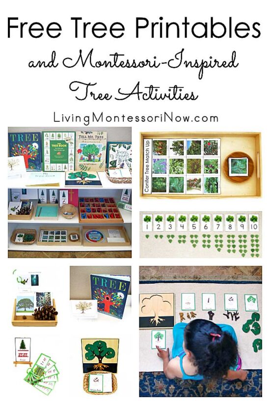 Free Evergreen Tree Printables and Montessori-Inspired Evergreen Tree ...
