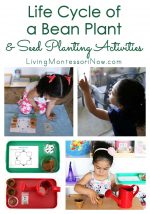 Life Cycle of a Bean Plant and Seed Planting Activities {Montessori ...