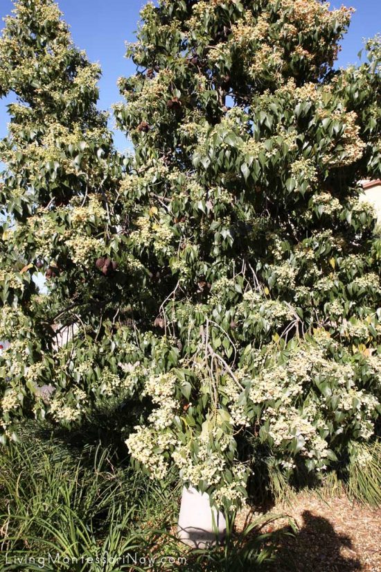 How to Make a Tree Book Featuring Real Parts of a Tree - Living ...