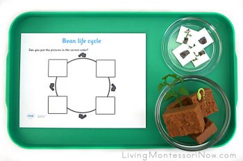 Life Cycle of a Bean Plant and Seed Planting Activities {Montessori ...