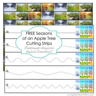 FREE Seasons of an Apple Tree Cutting Strips (Montessori-Inspired ...