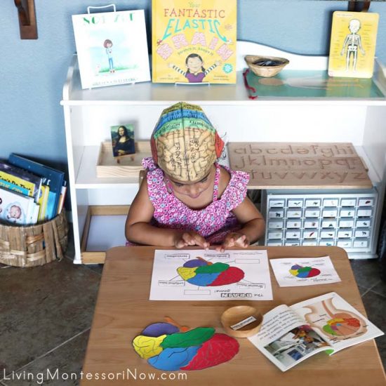 Brain Hemisphere Hat and Montessori Activities to Learn about Parts of ...