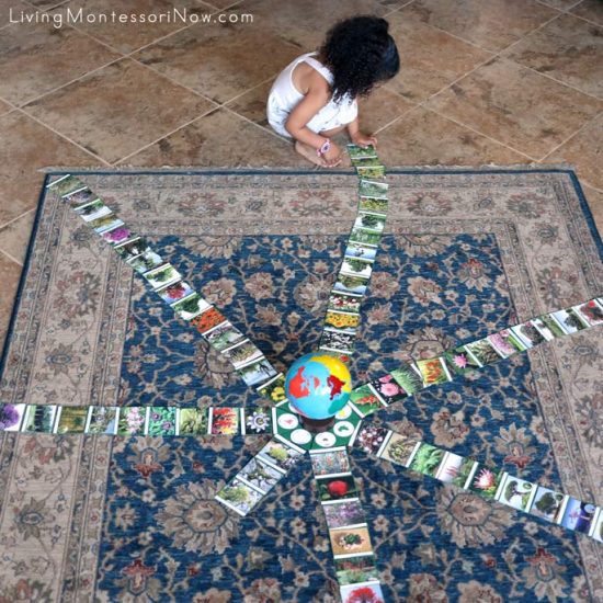 Montessori Animals and Plants of the Continents Circles from the Nature ...