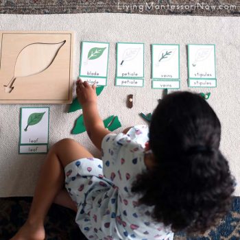 Fall Leaf Sensory Bin with Parts of a Leaf Scavenger Hunt and ...