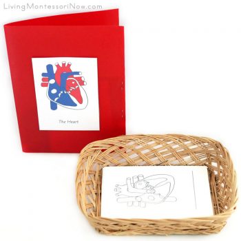 Free Heart Printables and Montessori-Inspired Heart Activities {Human ...