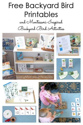 Free Backyard Bird Printables and Montessori-Inspired Backyard Bird ...