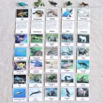 Montessori Vertebrate Resources for Preschool Through Elementary ...