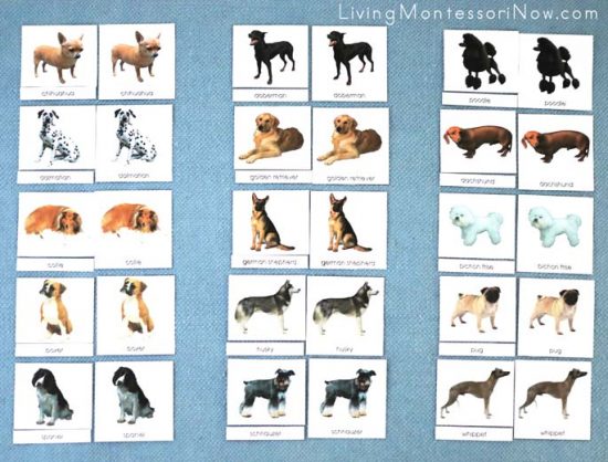 How to Use Montessori Classified Cards for a Variety of Ages, Themes ...