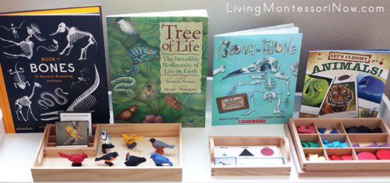 Montessori Vertebrate Resources for Preschool Through Elementary ...