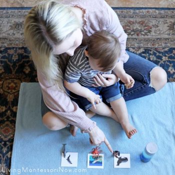 Free Ocean Printables and Montessori-Inspired Ocean Activities - Living ...