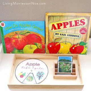 Free Apple Printables and Activities for a Montessori-Inspired Apple ...