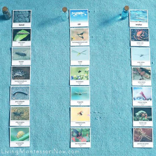 Montessori Invertebrate Resources for Preschool Through Elementary ...