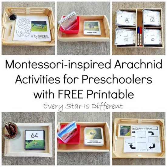 Montessori Invertebrate Resources for Preschool Through Elementary ...