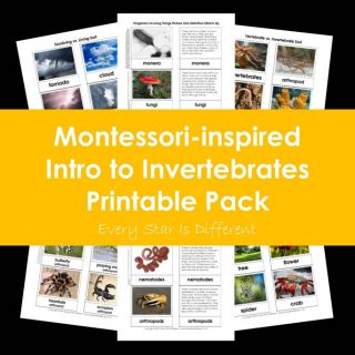 Montessori Invertebrate Resources for Preschool Through Elementary ...