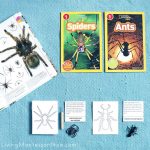 Montessori Invertebrate Resources for Preschool Through Elementary ...
