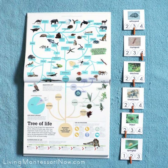 Montessori Invertebrate Resources for Preschool Through Elementary ...