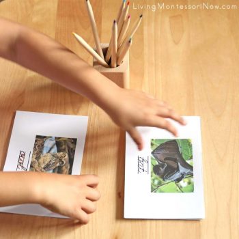 Non-Scary Montessori Halloween Printables for Preschool Through Early ...