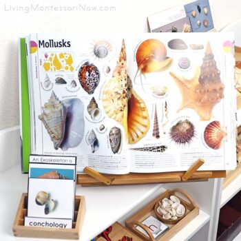 Free Seashell Printables and Montessori-Inspired Seashell Activities ...