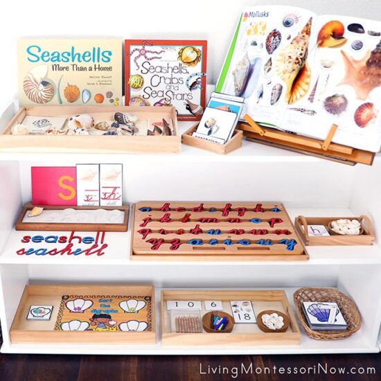 Free Seashell Printables and Montessori-Inspired Seashell Activities ...