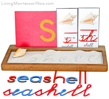 Free Seashell Printables and Montessori-Inspired Seashell Activities ...