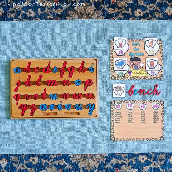 Free Seashell Printables and Montessori-Inspired Seashell Activities ...