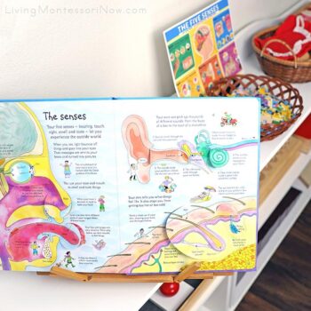 Free Senses Printables and Montessori-Inspired Senses Activities ...