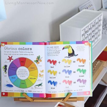 Free Colors & Diversity Printables and Montessori-Inspired Colors ...