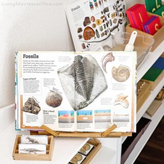 Free Fossil Printables and Montessori-Inspired Fossil Activities ...