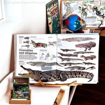 Free Crocodilian Printables and Montessori-Inspired Crocodilian ...
