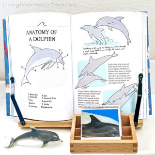 Montessori-Inspired Dolphin and Whale Resources for Preschool Through ...