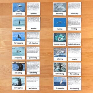 Montessori-Inspired Dolphin and Whale Resources for Preschool Through ...