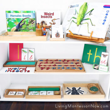Free Weird Insect Printables and Montessori-Inspired Weird Insect ...