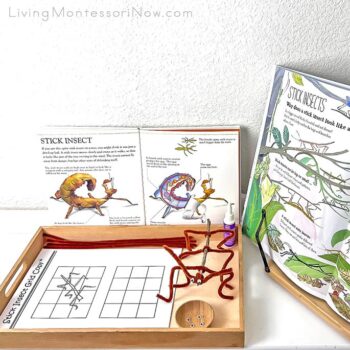 Free Weird Insect Printables and Montessori-Inspired Weird Insect ...
