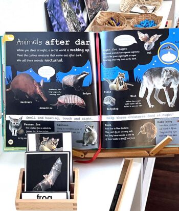 Free Nocturnal Animal Printables and Montessori-Inspired Nocturnal ...