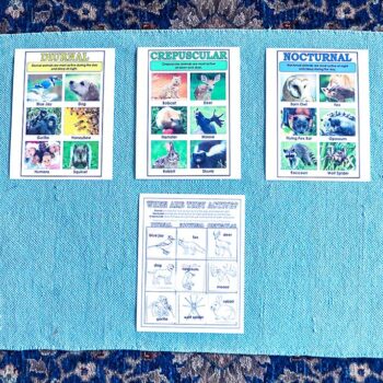 Free Nocturnal Animal Printables and Montessori-Inspired Nocturnal ...