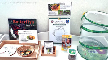 Free Caterpillar to Butterfly Printables and Montessori-Inspired ...