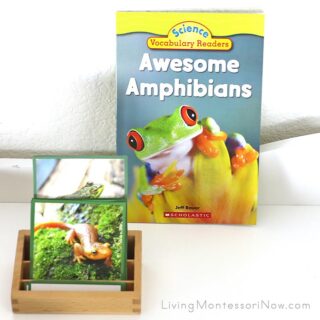 Free Amphibian Printables and Montessori-Inspired Amphibian Activities ...