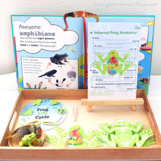 Free Amphibian Printables and Montessori-Inspired Amphibian Activities ...