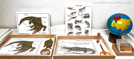 Free Reptile Printables and Montessori-Inspired Reptile Activities ...